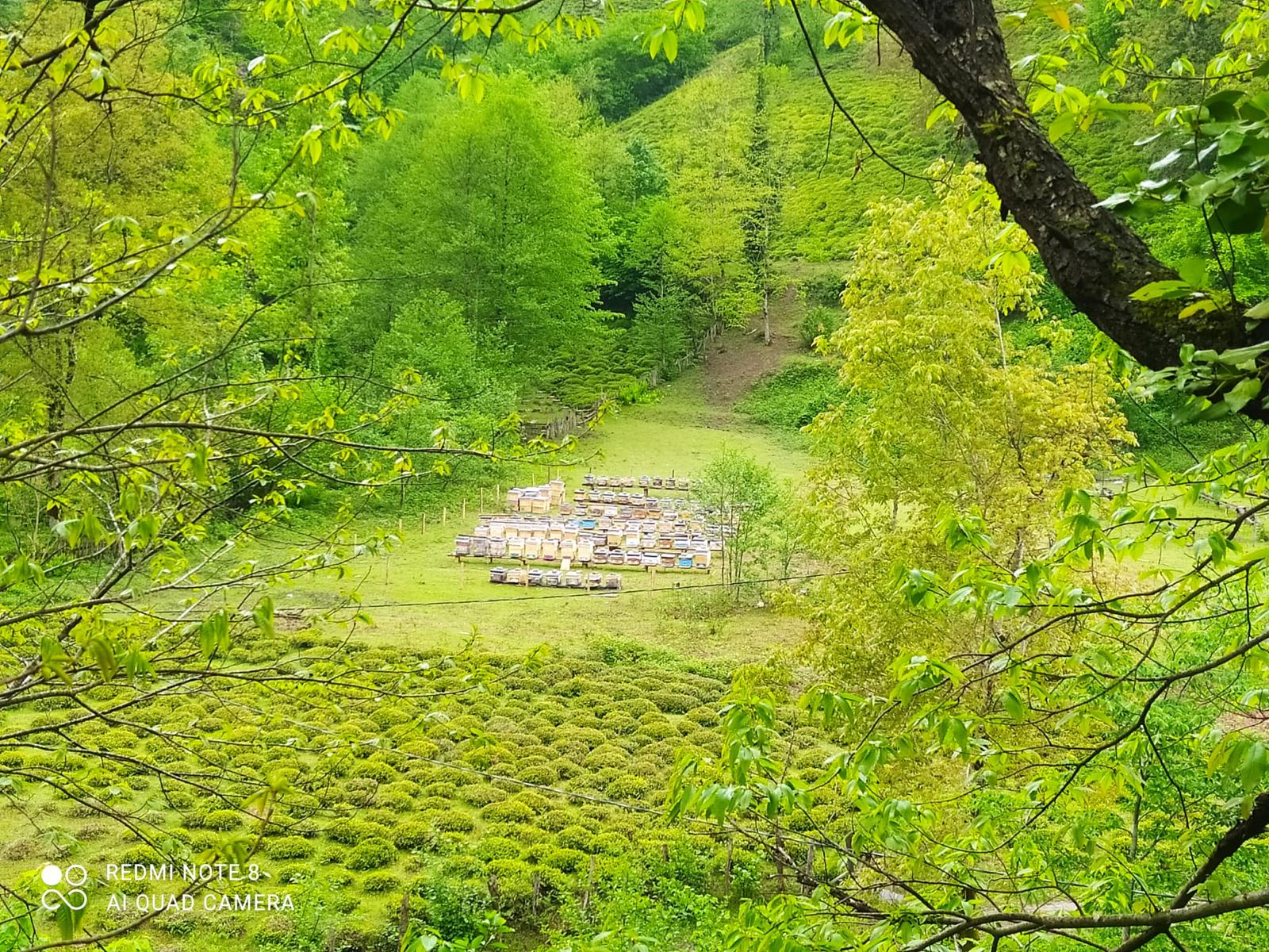 Fotoğraflar – Bobee